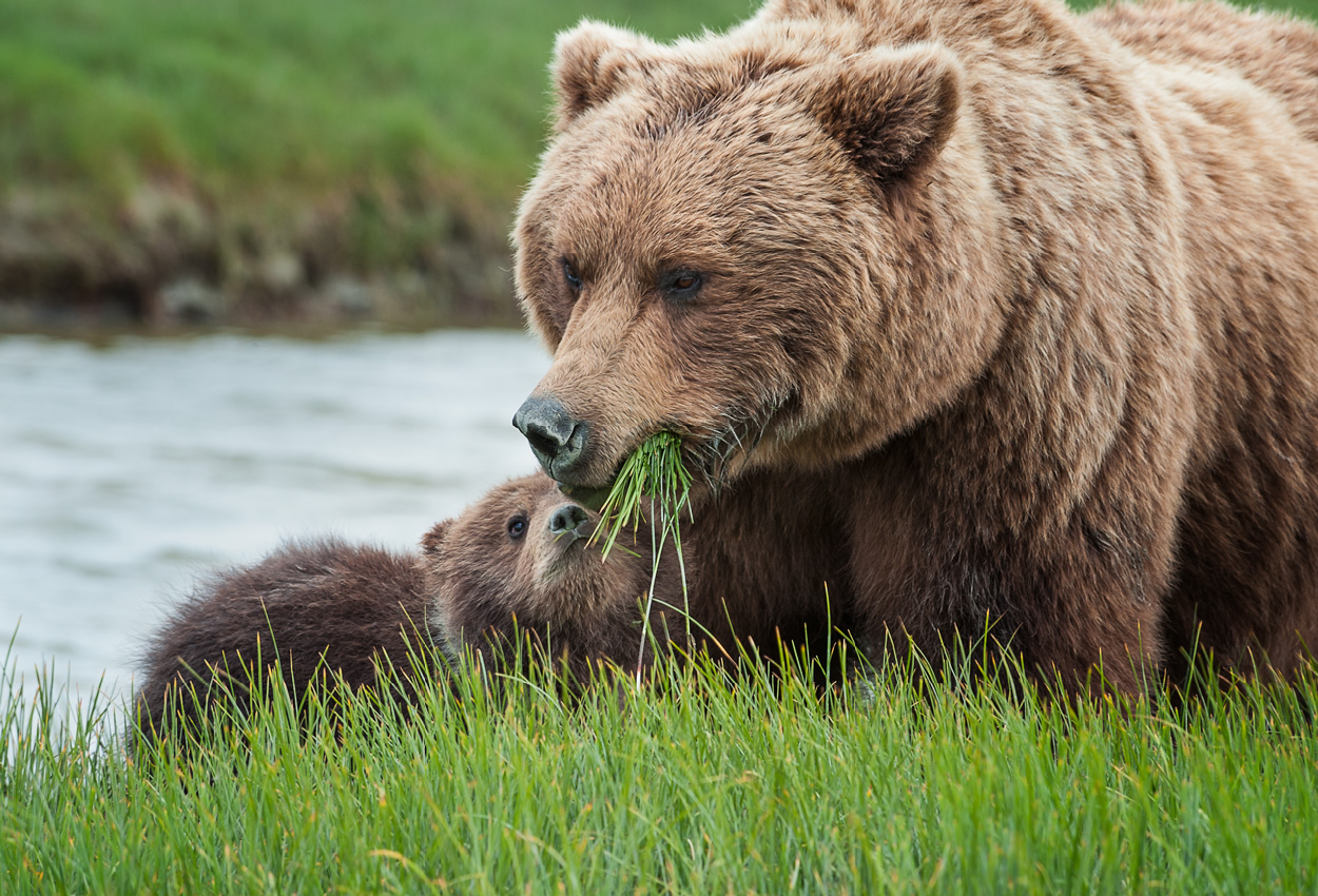 North American ‹ Cheryl Schneider Photography