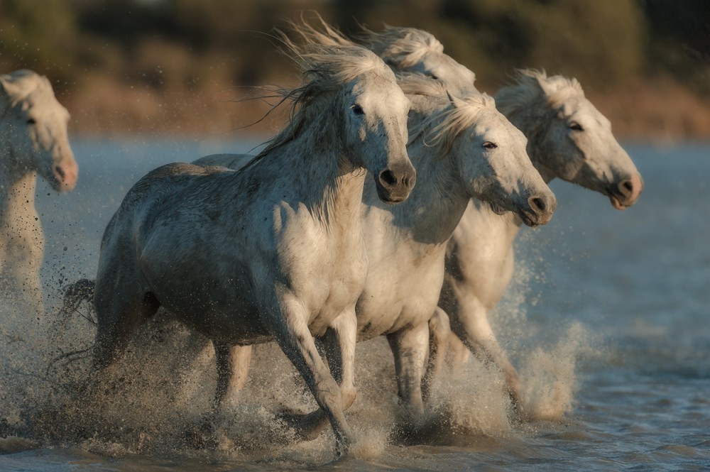 CARMAGUE HORSES ‹ Cheryl Schneider Photography