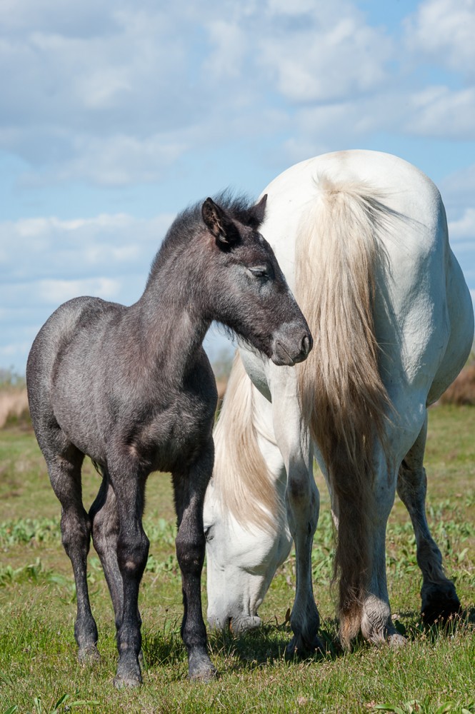 CARMAGUE HORSES ‹ Cheryl Schneider Photography